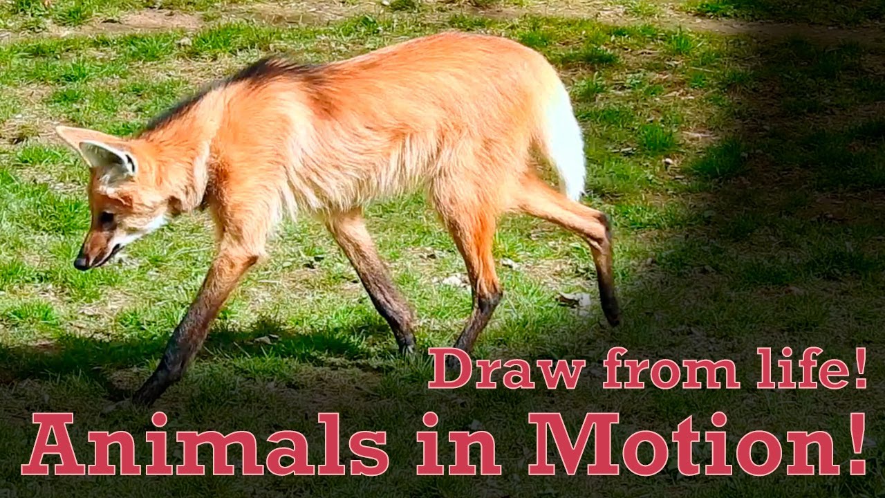 Draw from Life - Animals in Motion #22 - Maned Wolf - YouTube