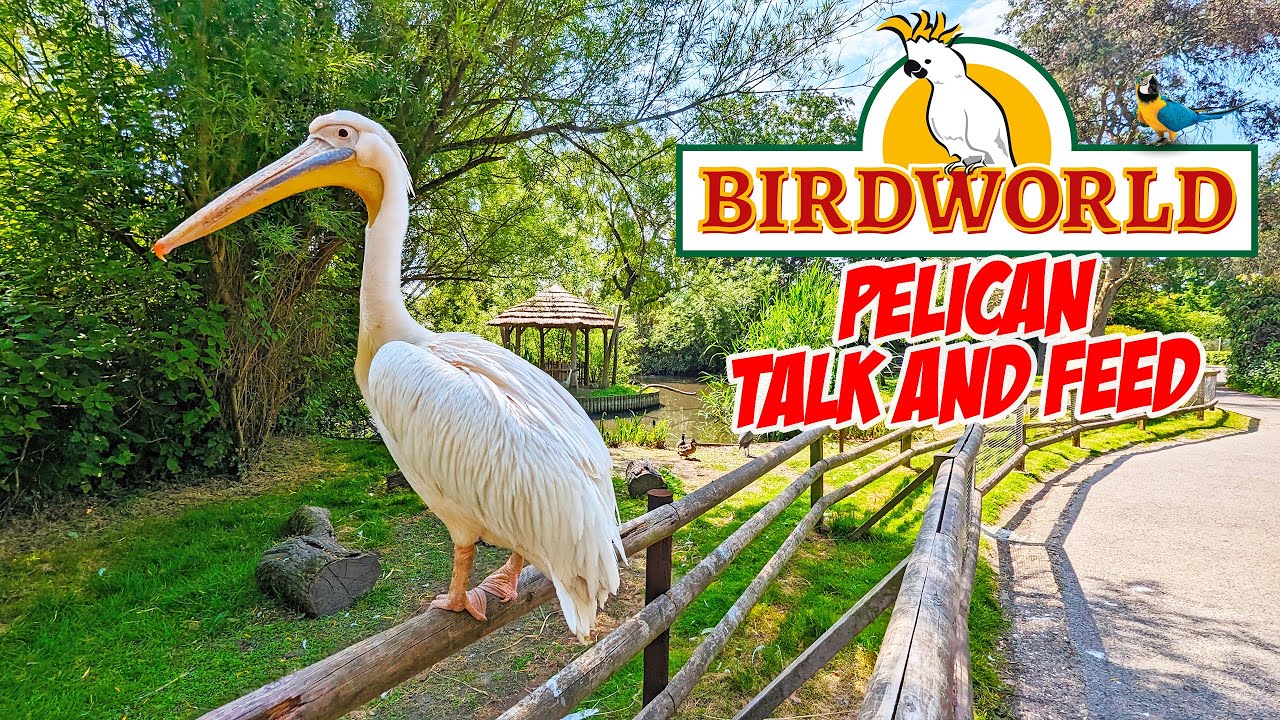 Discovering Pelicans - Birdworld's Fascinating Pelican Talk & Feed ...