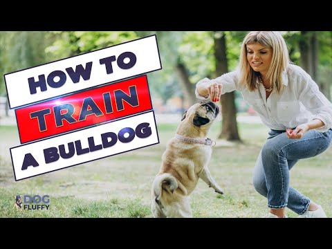 How to Train a Bulldog - Dog Fluffy