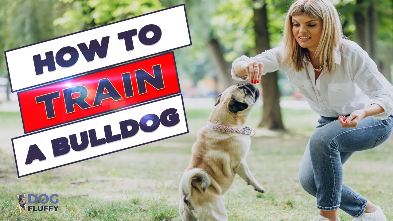 How to Train a Bulldog - Dog Fluffy - YouTube