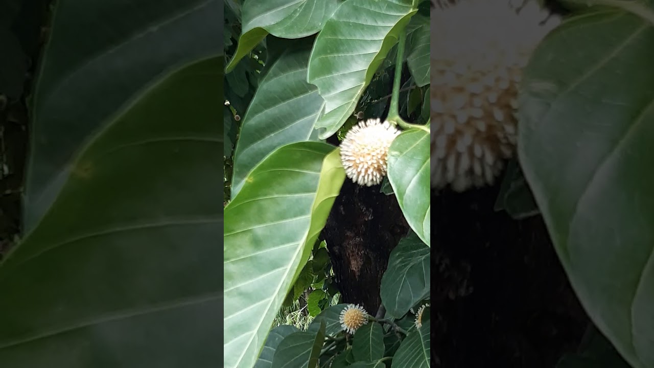 Bangkal tree - YouTube