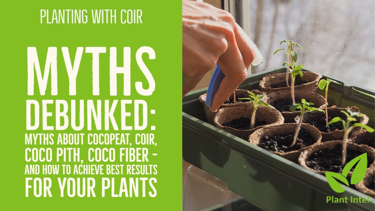 MYTHS about cocopeat, coir, coco pith, coco fiber - and how to achieve ...