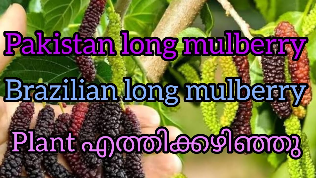 Pakistan long mulberry /Brazilian long mulberry /fores gardens ...