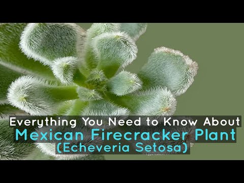 Everything You Need to Know About Mexican Firecracker Plant (Echeveria ...