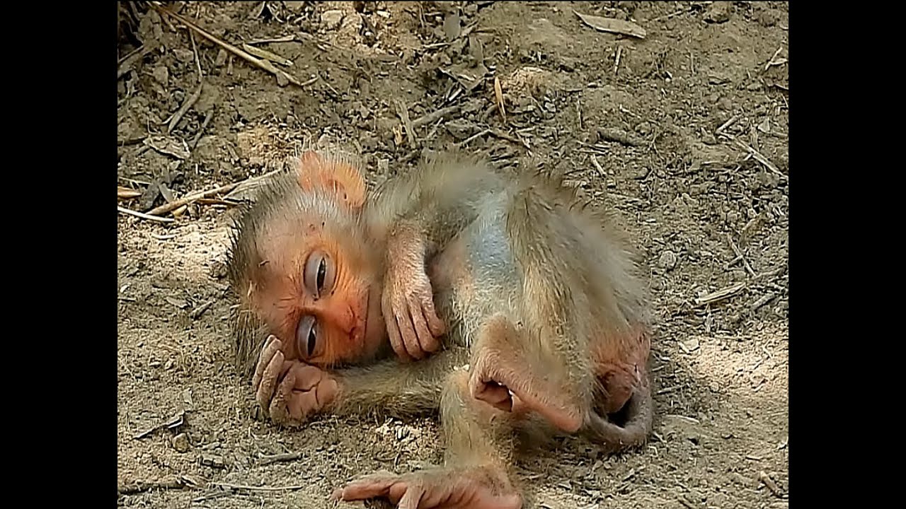 The little monkey was paralyzed and had difficulty walking, so he fell ...