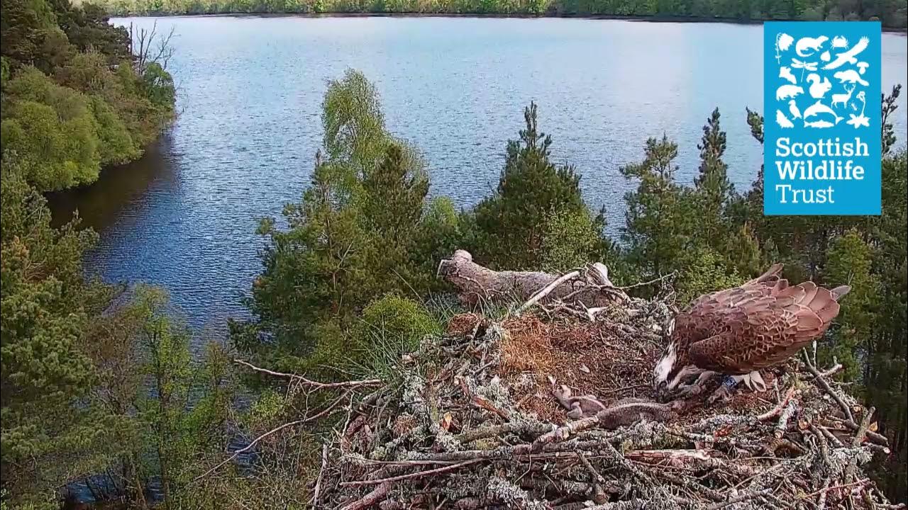 NC0 stands on chick - Loch of the Lowes osprey webcam (2021) - YouTube