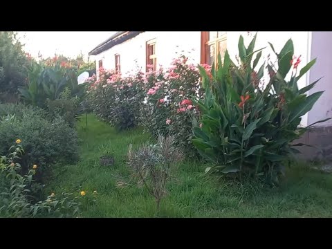 #271#Baba yurduma getdim/Gözəl söhbətli çəkiliş/Bostan çəkilişi/Kənd ...