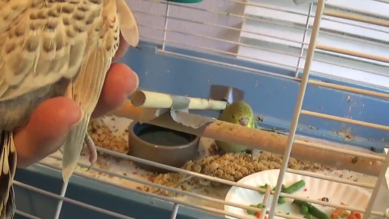 #179 2018 breeding: Sad news on Hedwig/ happy news on babies - YouTube