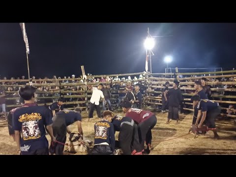 KEBO KENONGO KASEMBON KALAPAN Live di desa Parangargo Wagir - YouTube