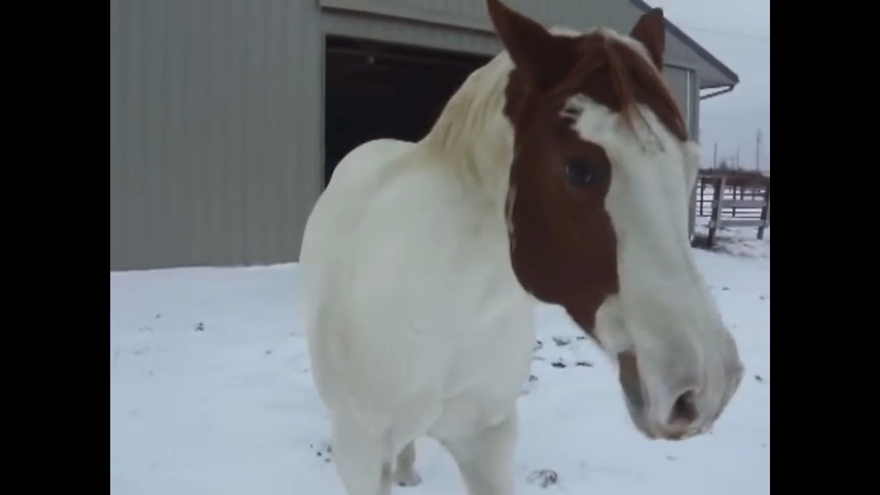 Horse Snorting Speed Up 2x - YouTube