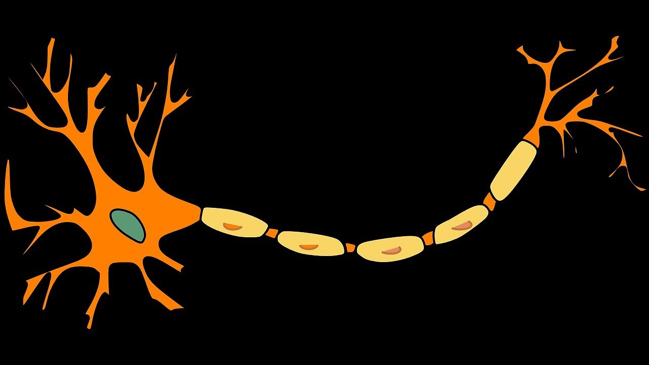 Motor Neuron Unlabelled