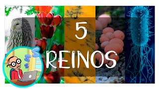 Cuales son los 5 reinos de los seres vivos y sus características monera ...