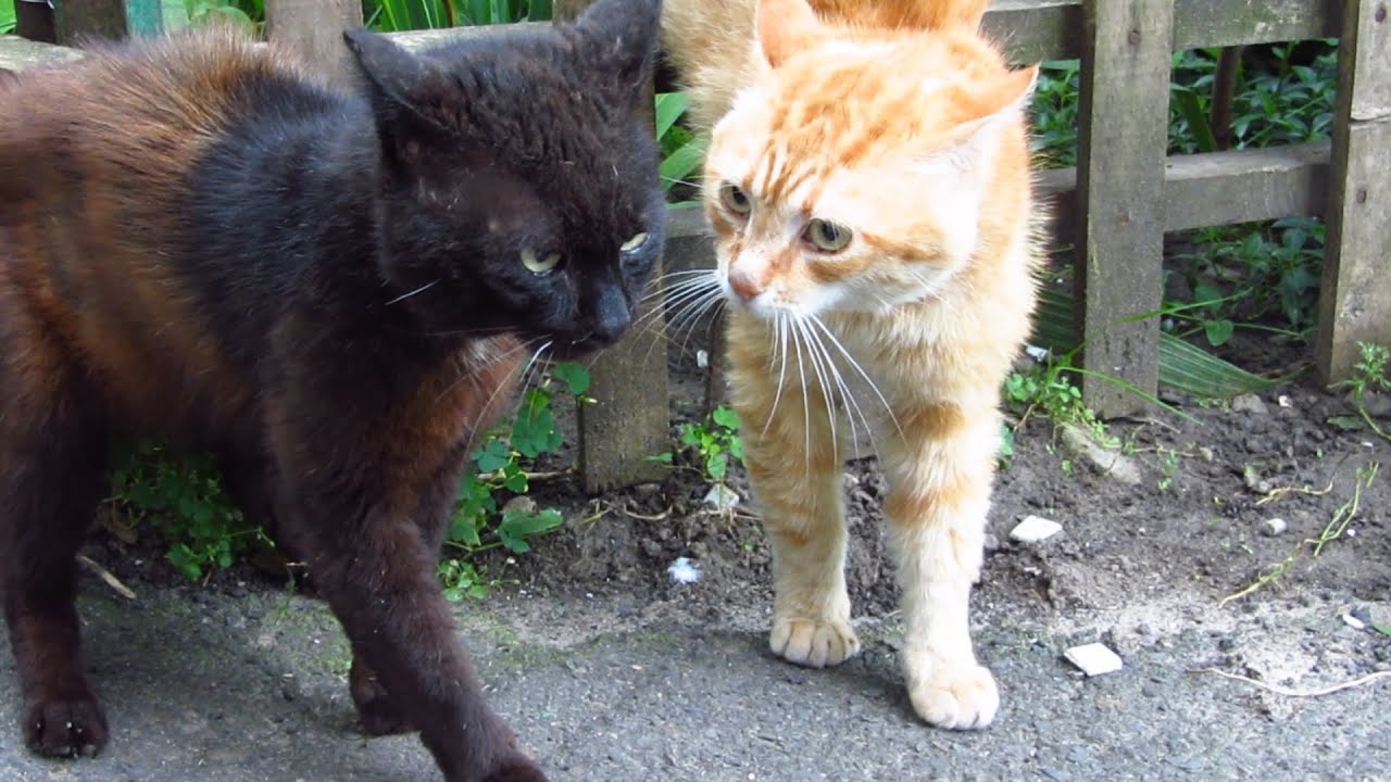Cats meeting - The cat came back after six weeks - YouTube