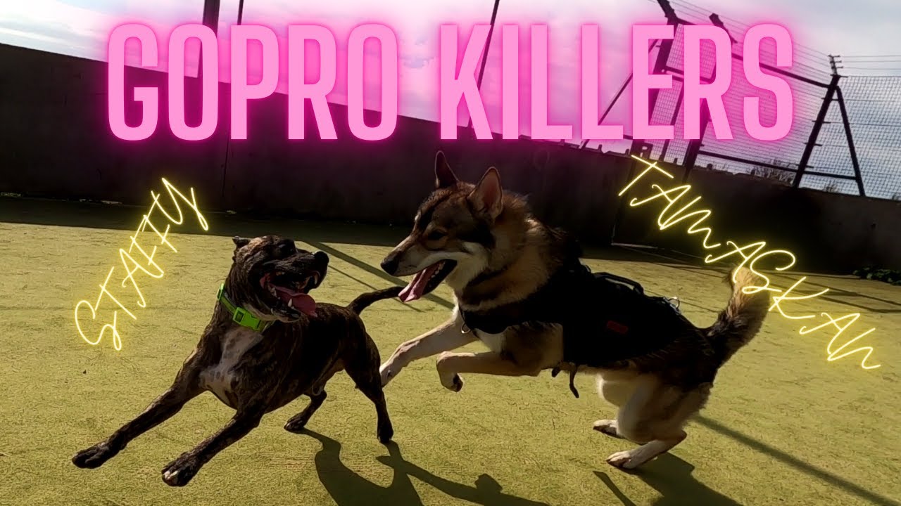 How the Gopro stick was killed - Which dog is guilty? - YouTube