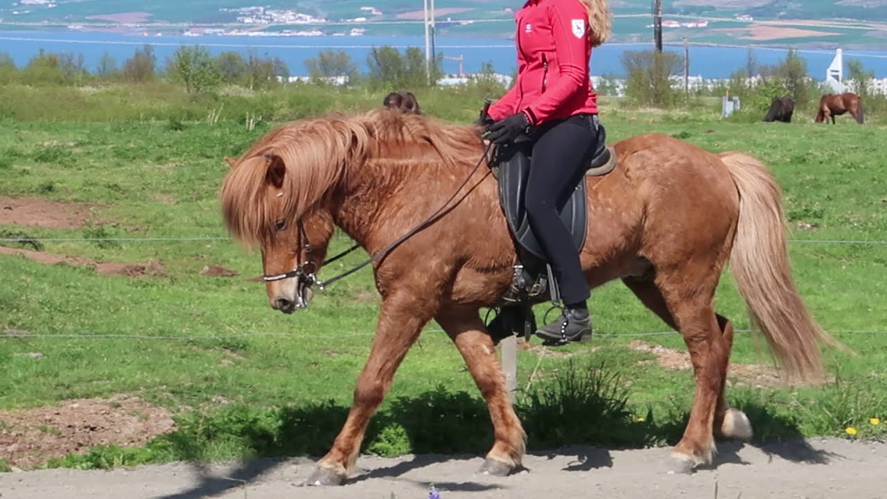 IS2013125611 - Flygill frá Álfsnesi - YouTube