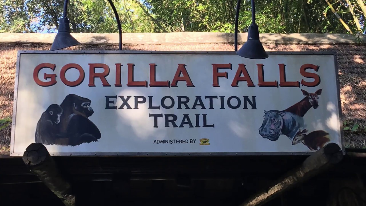 Gorillas at Animal Kingdom - Gorilla Falls Exploration Trail - YouTube