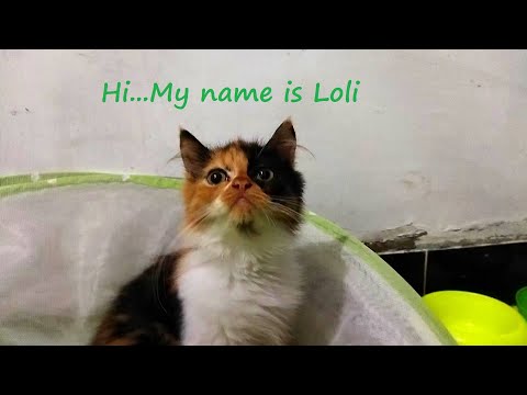 I Have A Pusic Cat Her Name Is Loli