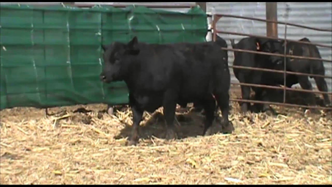 Dusty Prairie Ranch Lot 24 Bull 2014 Sale - YouTube