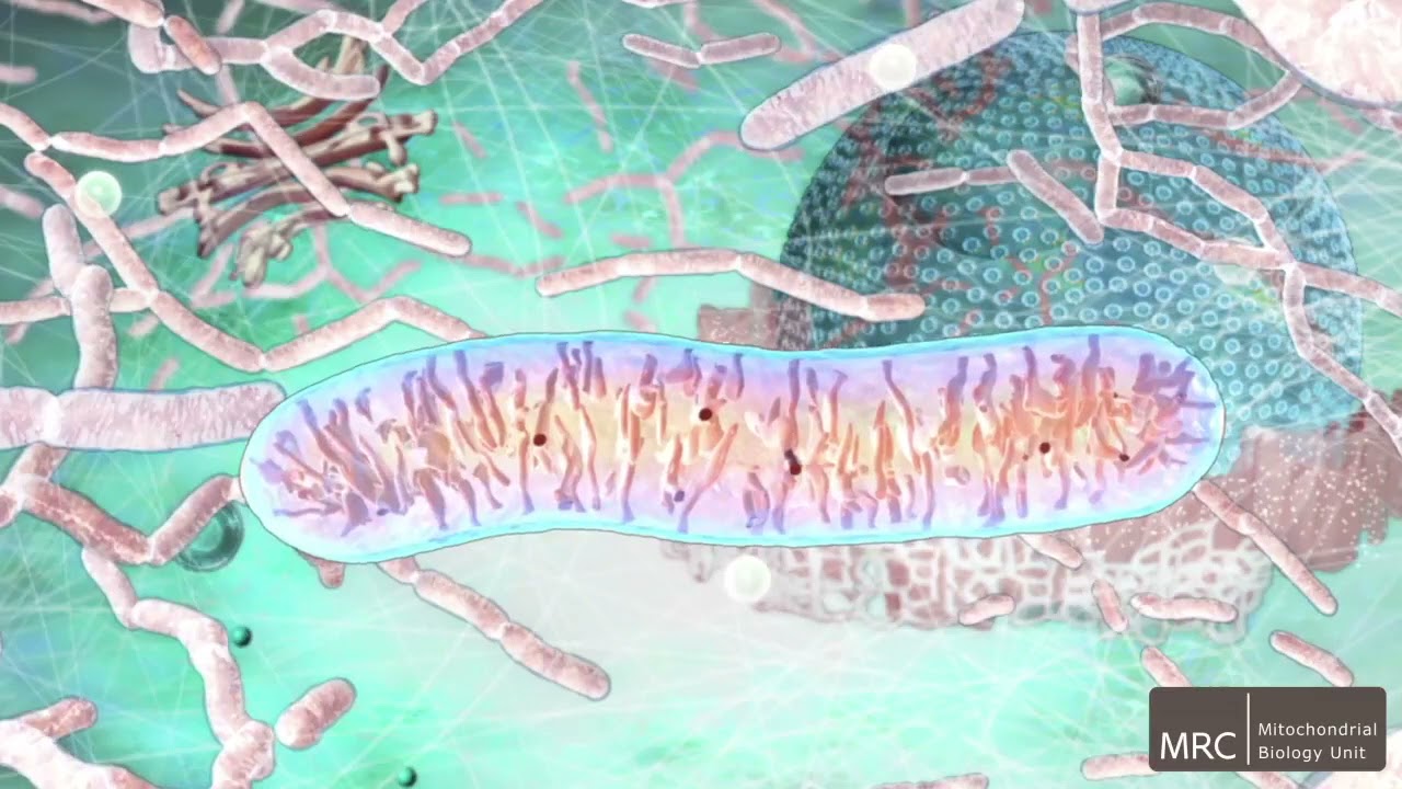 Inside the human cell (narrated) - YouTube
