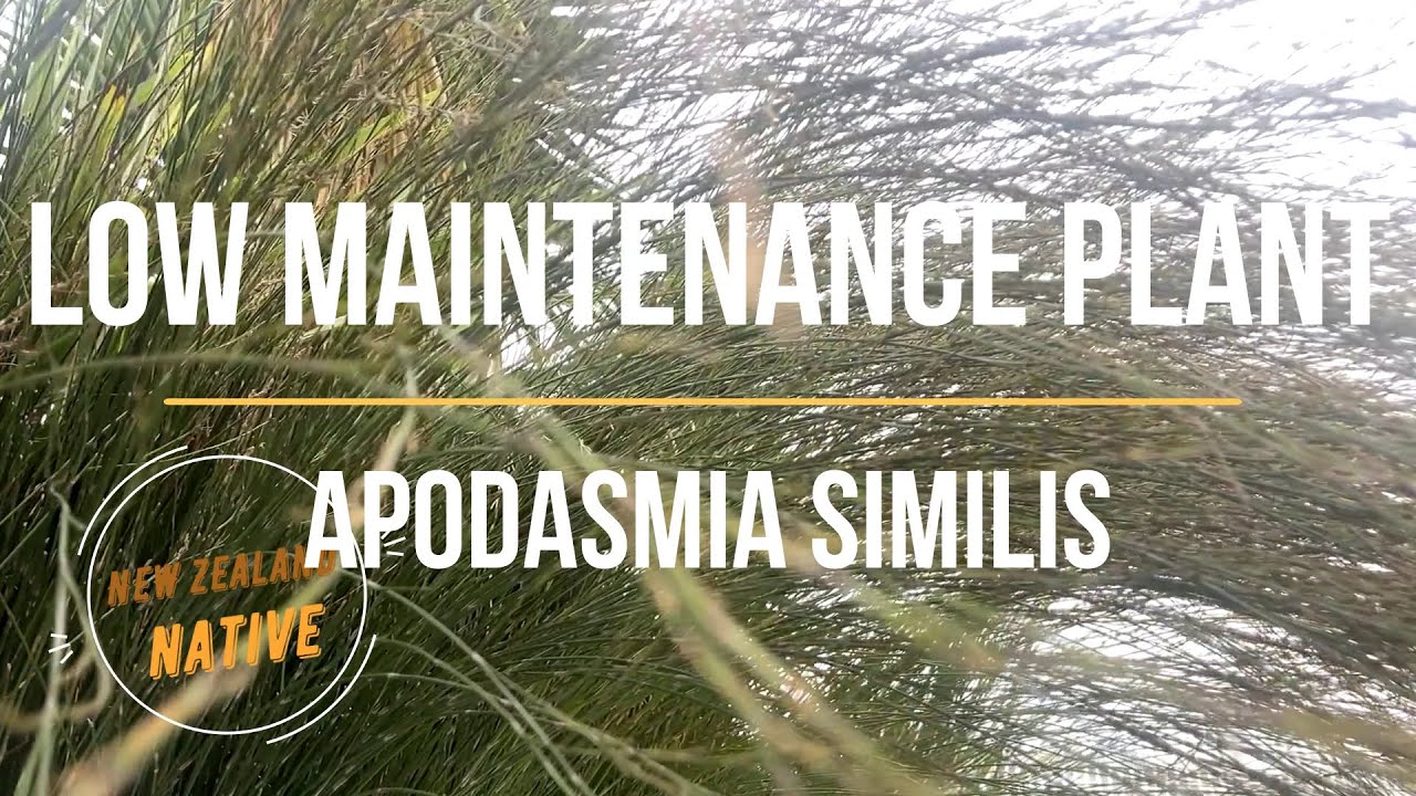Low Maintenance Plant of the Week Apodasmia similis - New Zealand ...