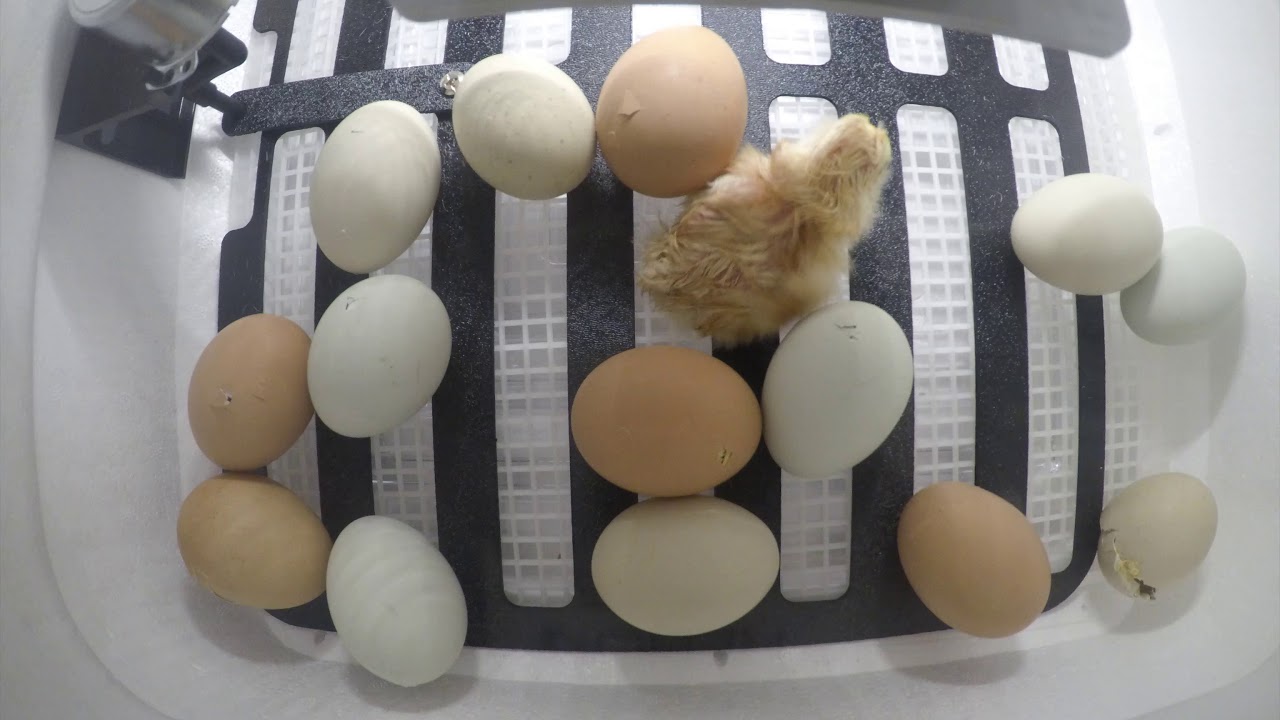 Chicks Hatching - Part 1 - YouTube