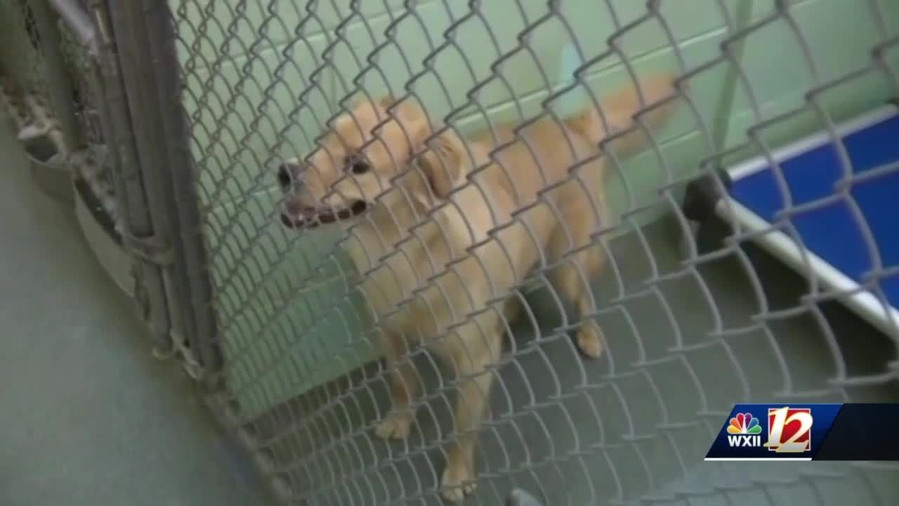 New Forsyth County Animal Services Director shares plans for shelter's ...