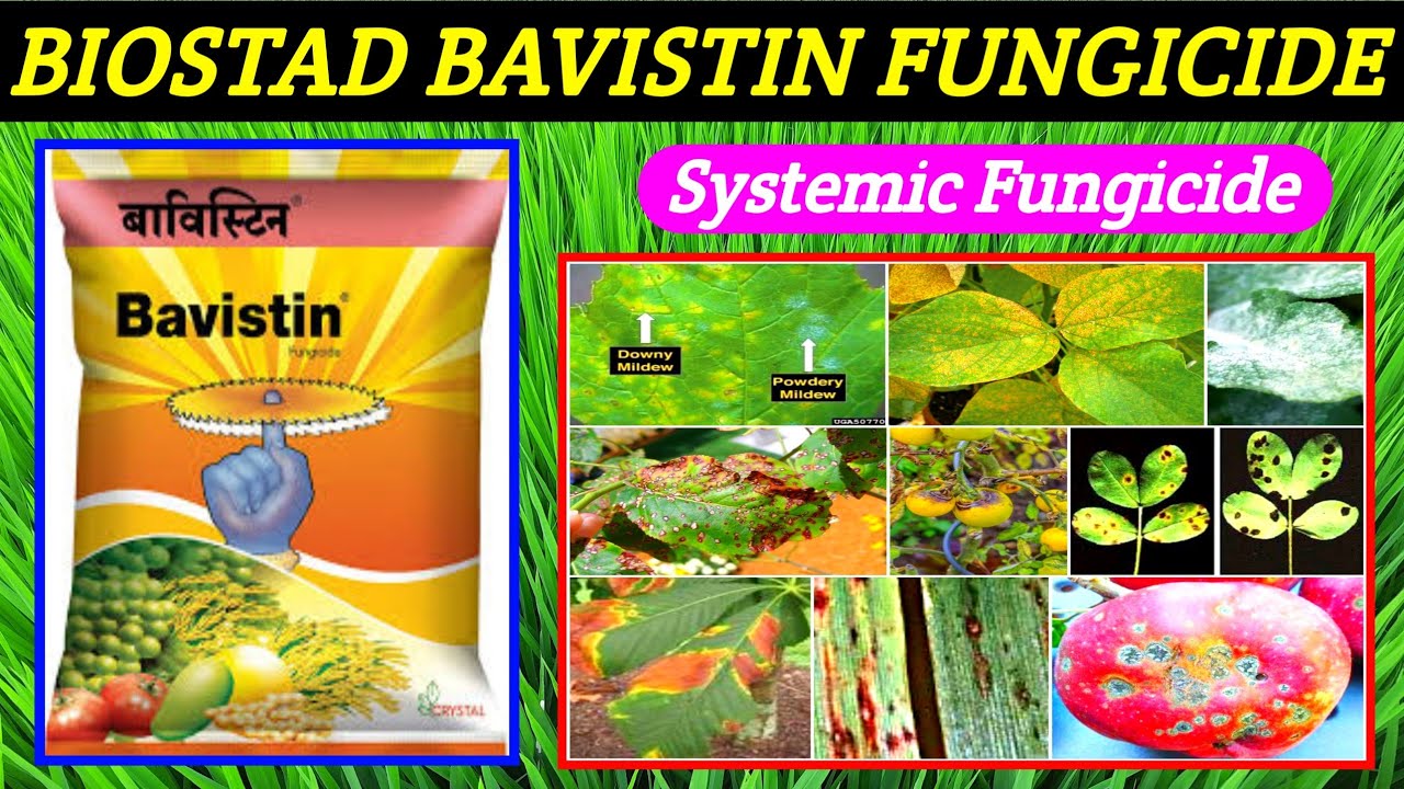 bavistin fungicide|bistad|Carbendazim-50%WP|bavistin fungicide price ...