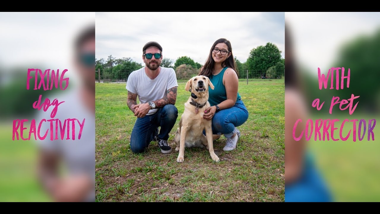 Brandy - Addressing Dog Reactivity With A Pet Corrector - YouTube