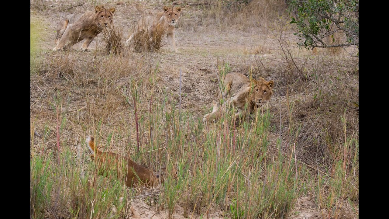 Lucky bushbuck runs straight through pride of lions! - YouTube
