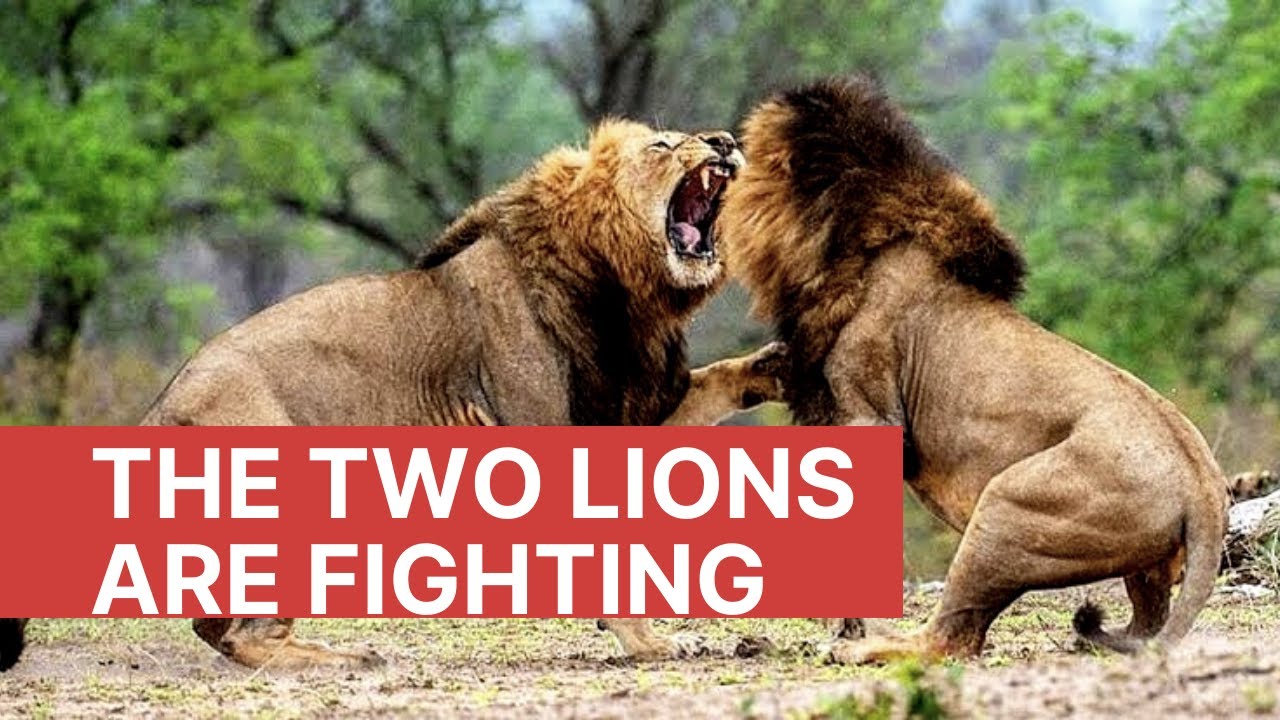 Amazing thing the two lions are Fighting - YouTube