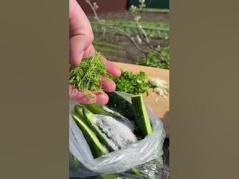Малосольные огурцы #малосольные #огурцы #рецепты - YouTube