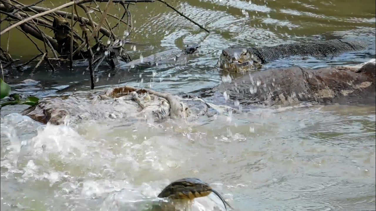 Monitor lizards eat disturbed - YouTube