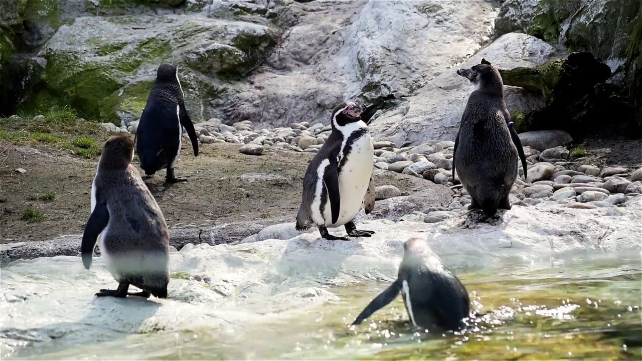 Ein Besuch im Zoo Schönbrunn - Wien - YouTube