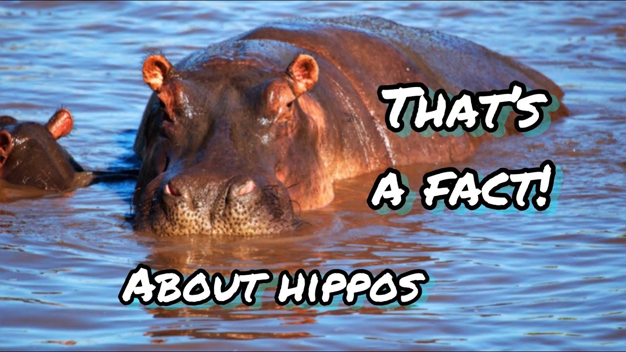 That's A Fact! About Hippos - YouTube