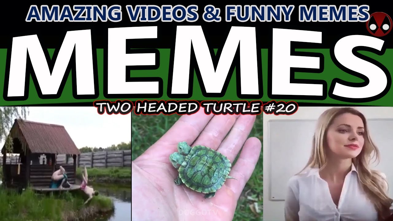 Two Headed Turtle - TRY NOT TO LAUGH : AMAZING VIDEOS & FUNNY MEMES #20 ...