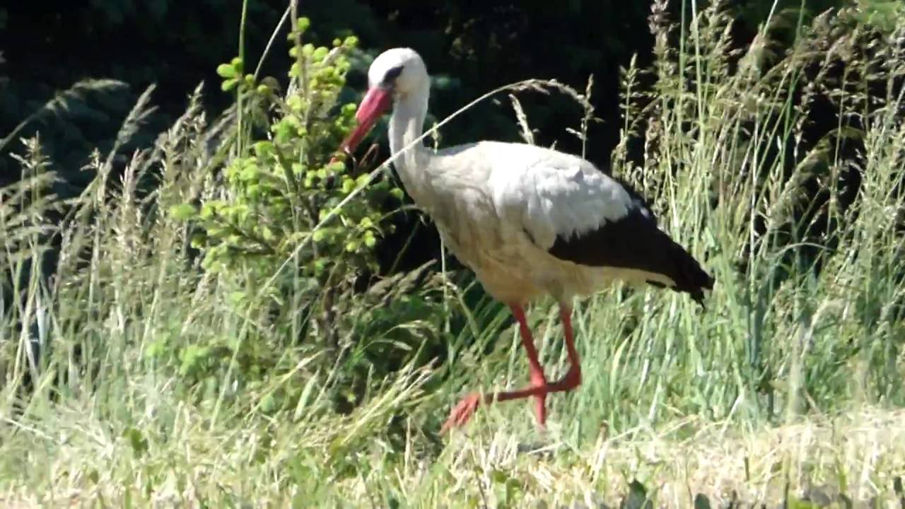 BOCIAN BIAŁY (Ciconia ciconia) 08.06.2016r. / Dwory pod Oświęcimiem ...