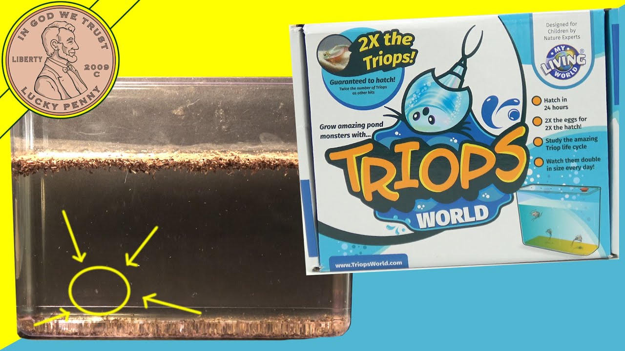 Triops