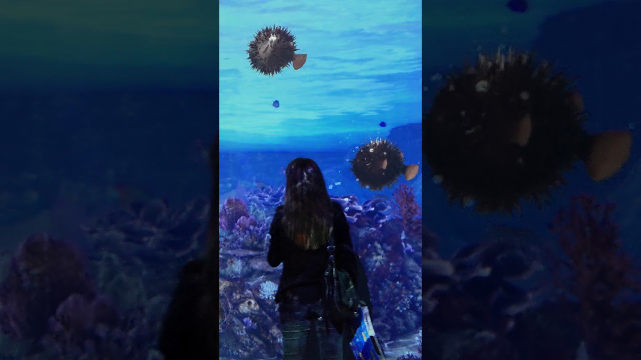 Océan - Immersion Digitale CAP3000 - YouTube