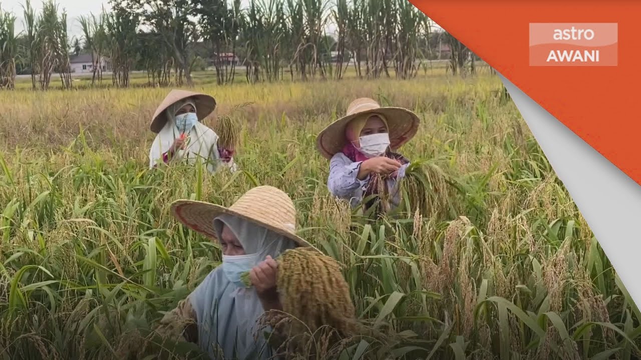 Emping, Ringgi | Mekarkan tradisi lama - YouTube