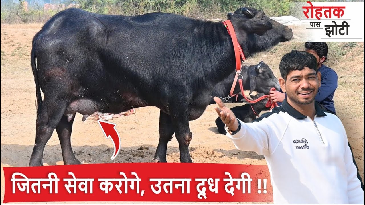 जितनी सेवा करोगे, उतना दूध देगी ! रोहतक पास झोटी 24 किलो की उम्मीद ...