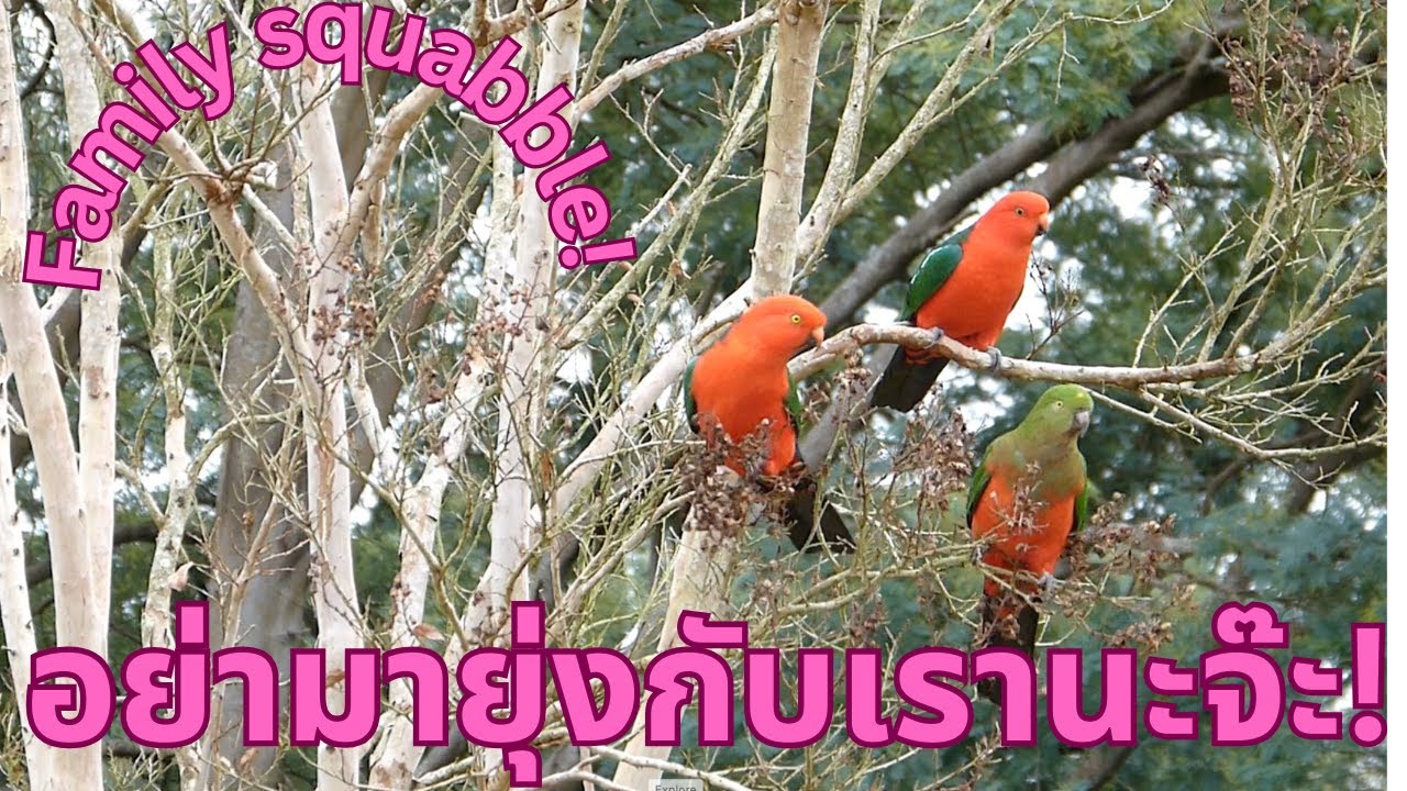 อย่ามายุ่งกับเรา นะจ๊ะ! Family squabble! #สวนหลังบ้าน #นกแก้ว #Crimson ...