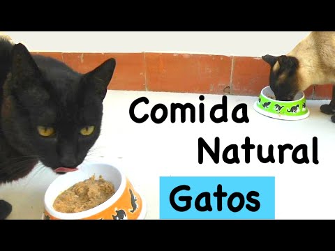 COMIDA para GATOS  (FACIL, NATURAL e ECONÔMICA)