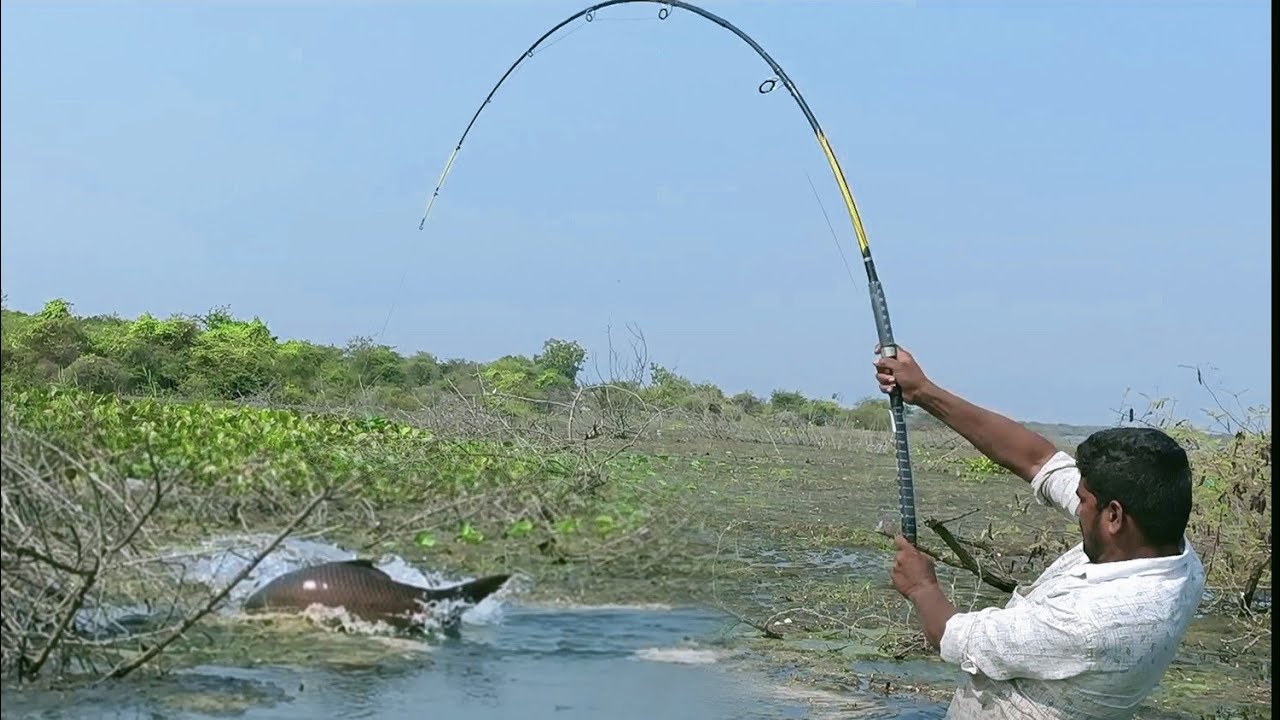 ||unbelievable Hook fishing| catching big rohu fishes|my best fishing ...
