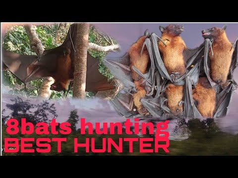 How to hunt a 8 bats on the tree interestingly hunting(😄😄😄) BEST ...