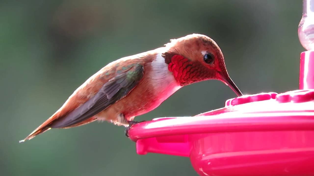 Hummingbird eats; hummingbird poops - YouTube