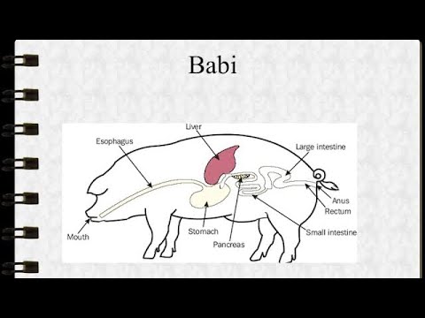 Sistem Dan Organ Pencernaan Pada Babi - YouTube