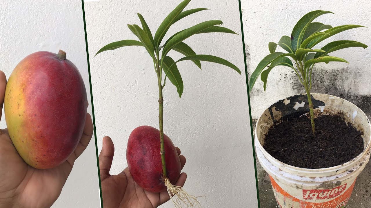 Infallible technique for planting and harvesting mangoes in a pot - YouTube
