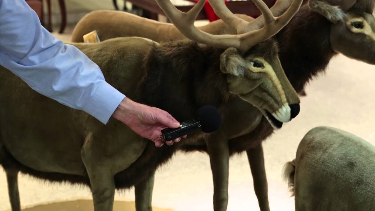 Talking Singing Reindeer for Christmas Mark Roberts - YouTube