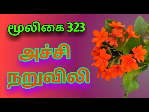 அச்சி நறுவிலி|Achi Naruvili|Cordia Sebestena|நறுவல்லி|அலசல்|Alasal ...
