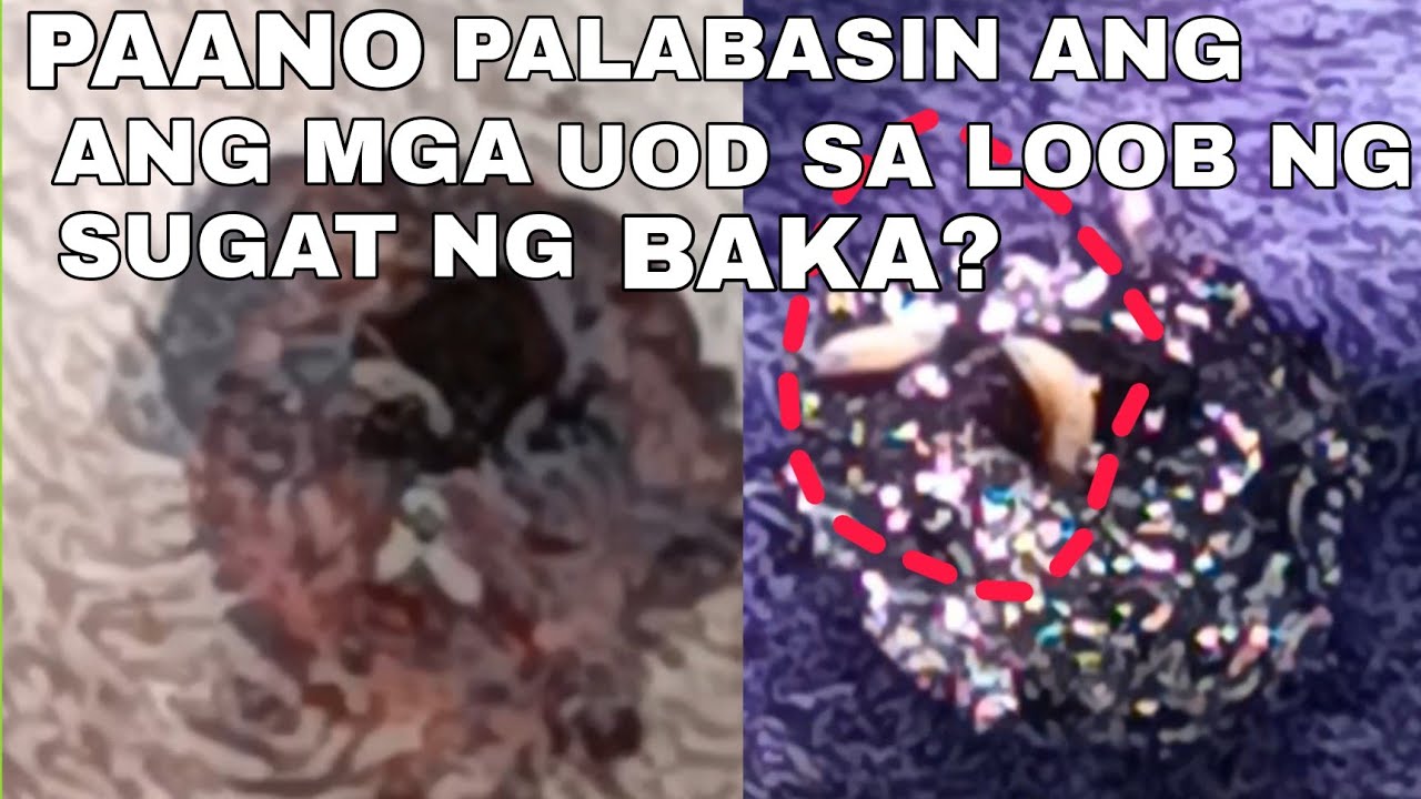 Paano palabasin ang mga uod sa loob ng sugat ng baka? - YouTube